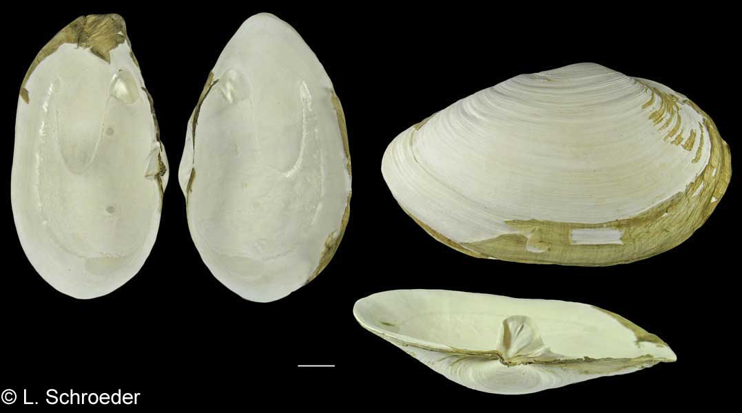Bivalves - Myidae